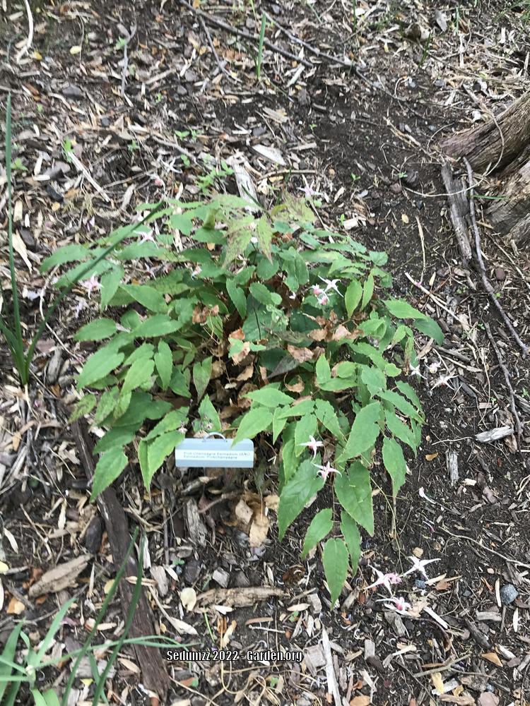 Photo of the entire plant of Barrenwort (Epimedium 'Pink Champagne ...
