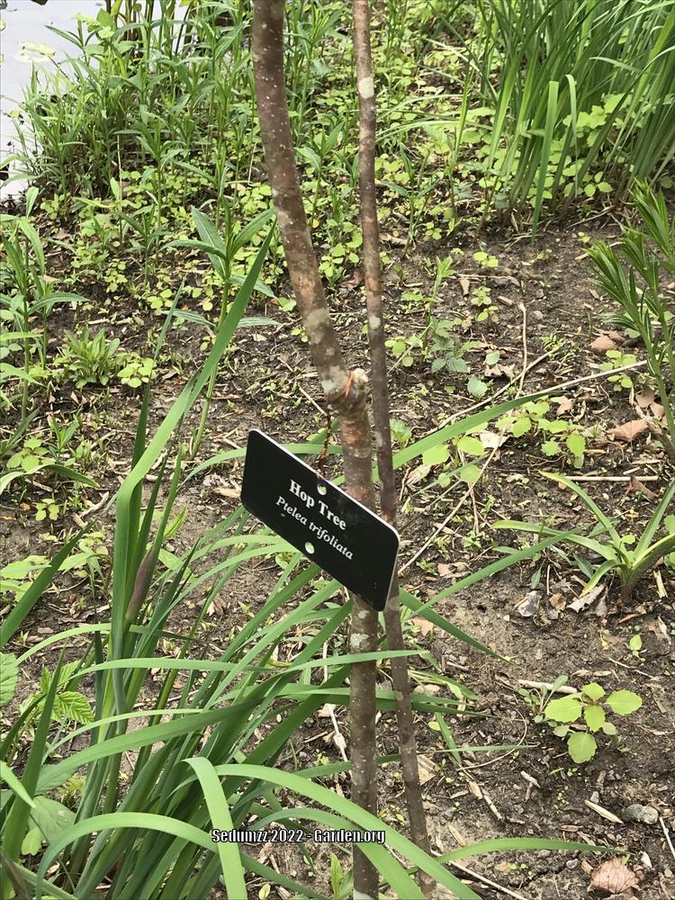 Photo of the stem, scape, stalk or bark of Wafer Ash (Ptelea trifoliata ...