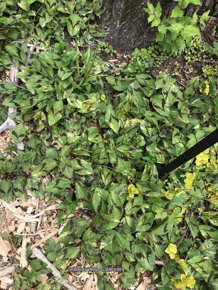 Photo of the entire plant of Variegated Knotweed (Persicaria virginiana ...