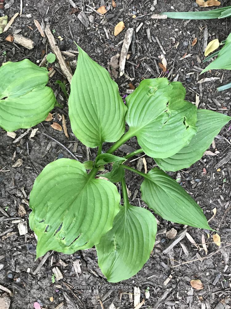 Photo of the entire plant of Hosta (Hosta ventricosa) posted by sedumzz ...