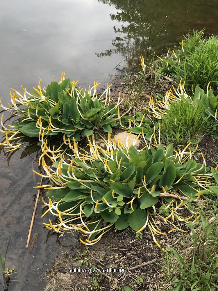 Photo of the entire plant of Golden Club (Orontium aquaticum) posted by ...