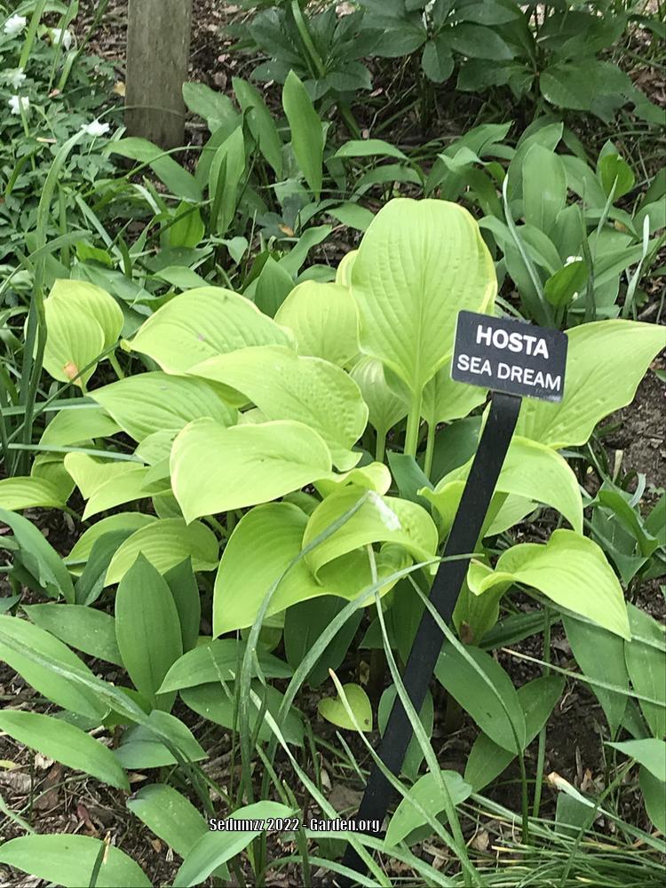 Photo of the entire plant of Hosta 'Sea Dream' posted by sedumzz ...