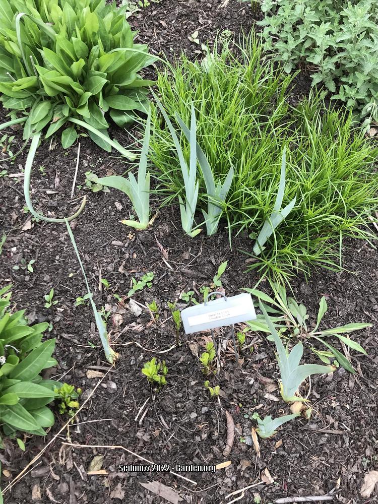 Photo of the entire plant of Tall Bearded Iris (Iris 'Double Click ...