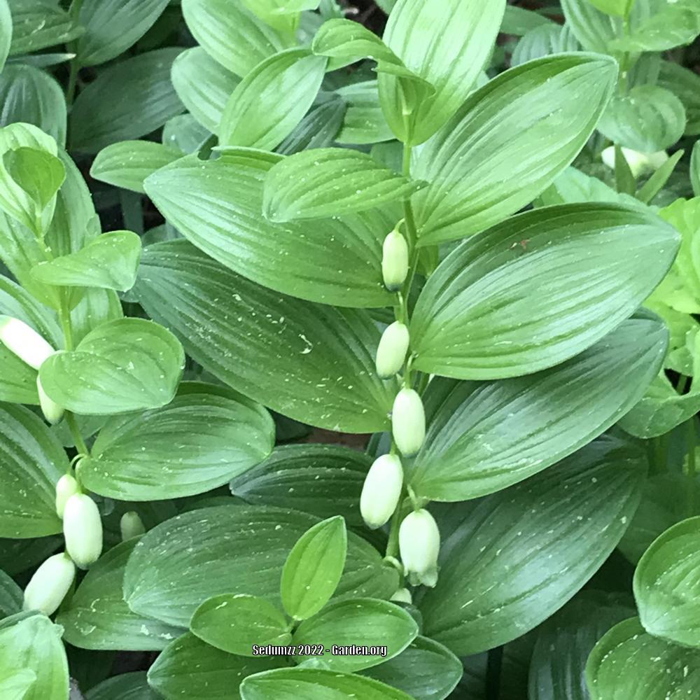 Photo of the bloom of Dwarf Solomon's Seal (Polygonatum humile) posted ...