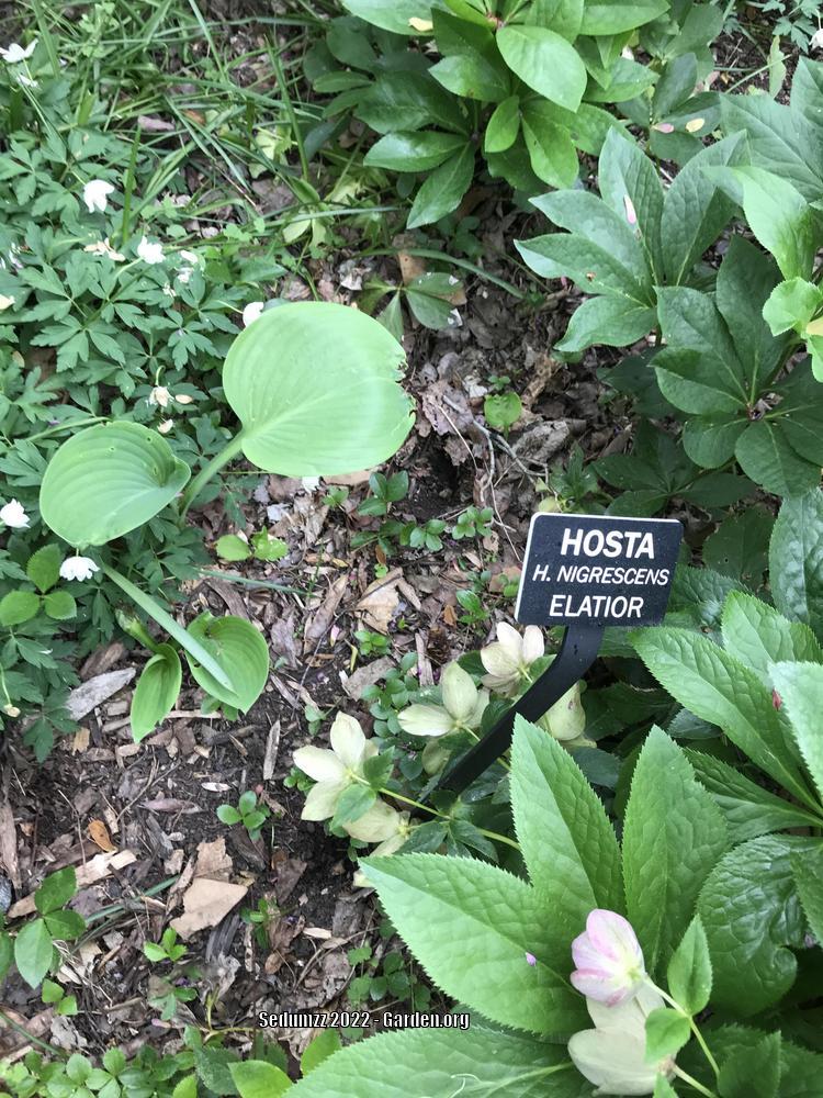 Hosta 'Elatior' in the Hostas Database - Garden.org