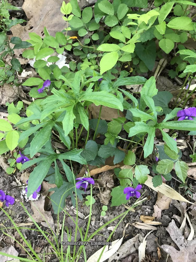 Photo of the entire plant of Palmate Violet (Viola palmata) posted by ...