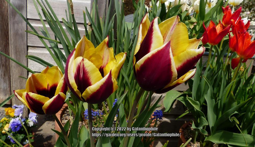 Photo of the bloom of Triumph Tulip (Tulipa 'Muvota') posted by ...