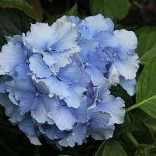 Mophead Hydrangea (Hydrangea macrophylla 'Spike') in the Hydrangeas ...