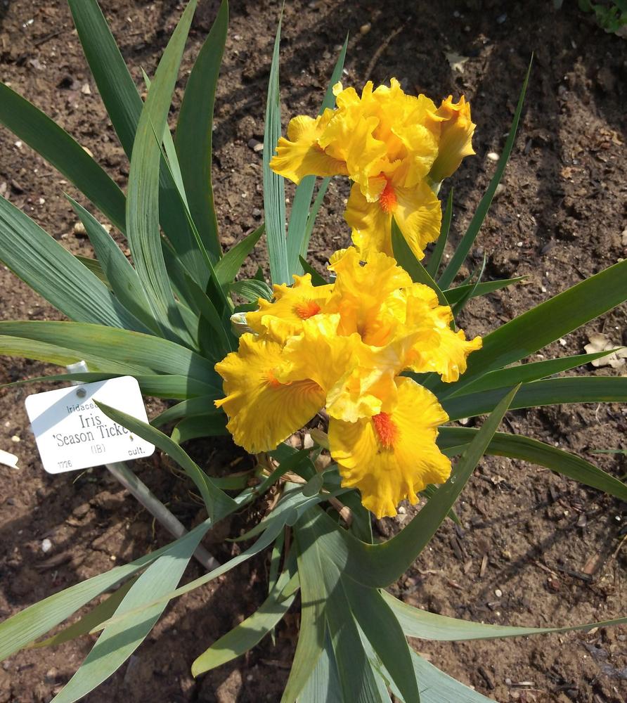 Photo of the entire plant of Intermediate Bearded Iris (Iris 'Season ...