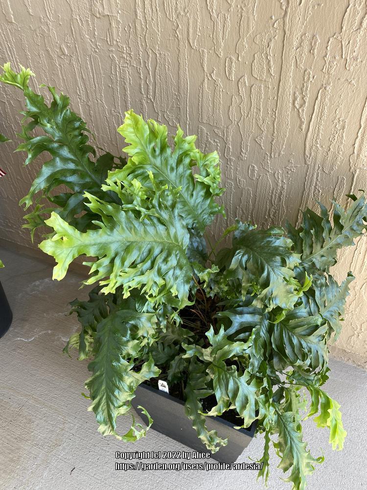 Footed Fern (XPhlebosia 'Nicholas Diamond') - Garden.org