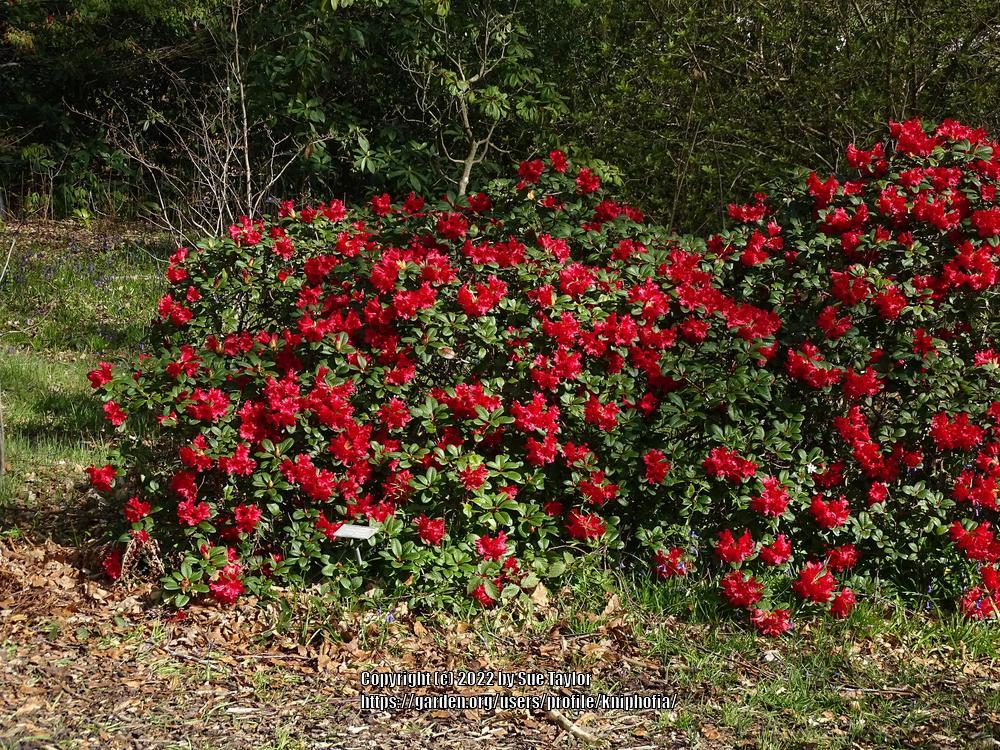 Photo of the entire plant of Dwarf Rhododendron (Rhododendron 'Scarlet ...