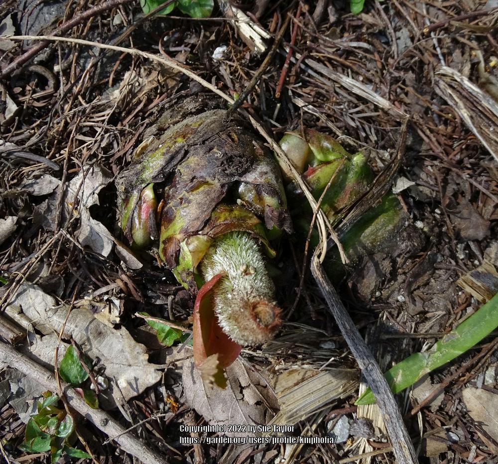 Photo of the emerging growth of Umbrella Plant (Darmera peltata) posted ...