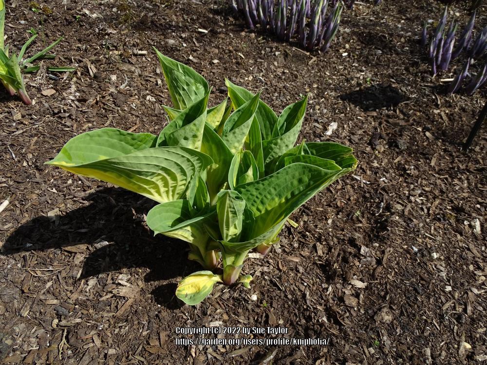Photo of the emerging growth of Hosta 'Forbidden Fruit' posted by ...