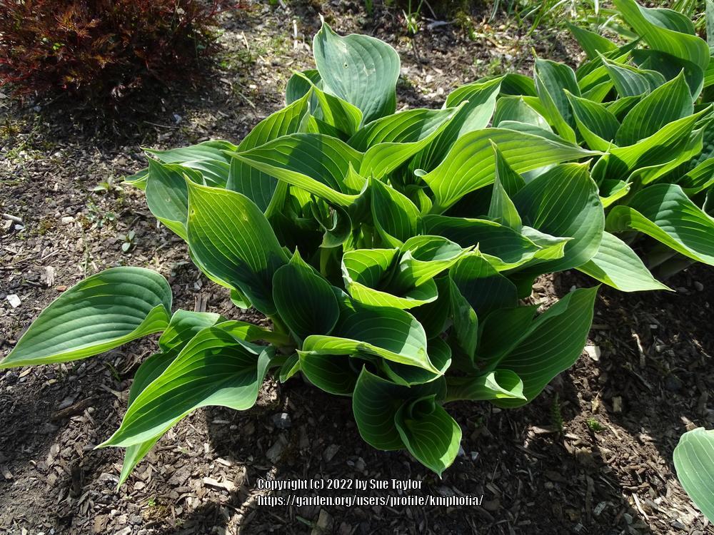 Hosta 'Blue Dimples' in the Hostas Database - Garden.org