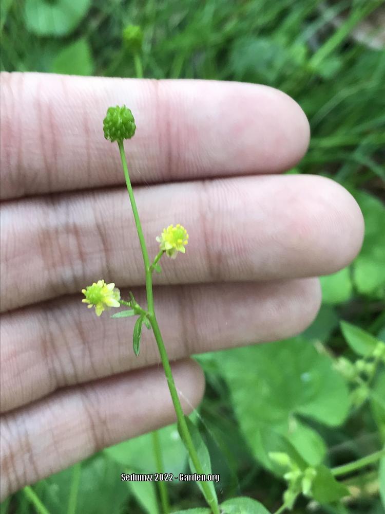 Photo of the bloom of Small-flowered Buttercup (Ranunculus abortivus ...