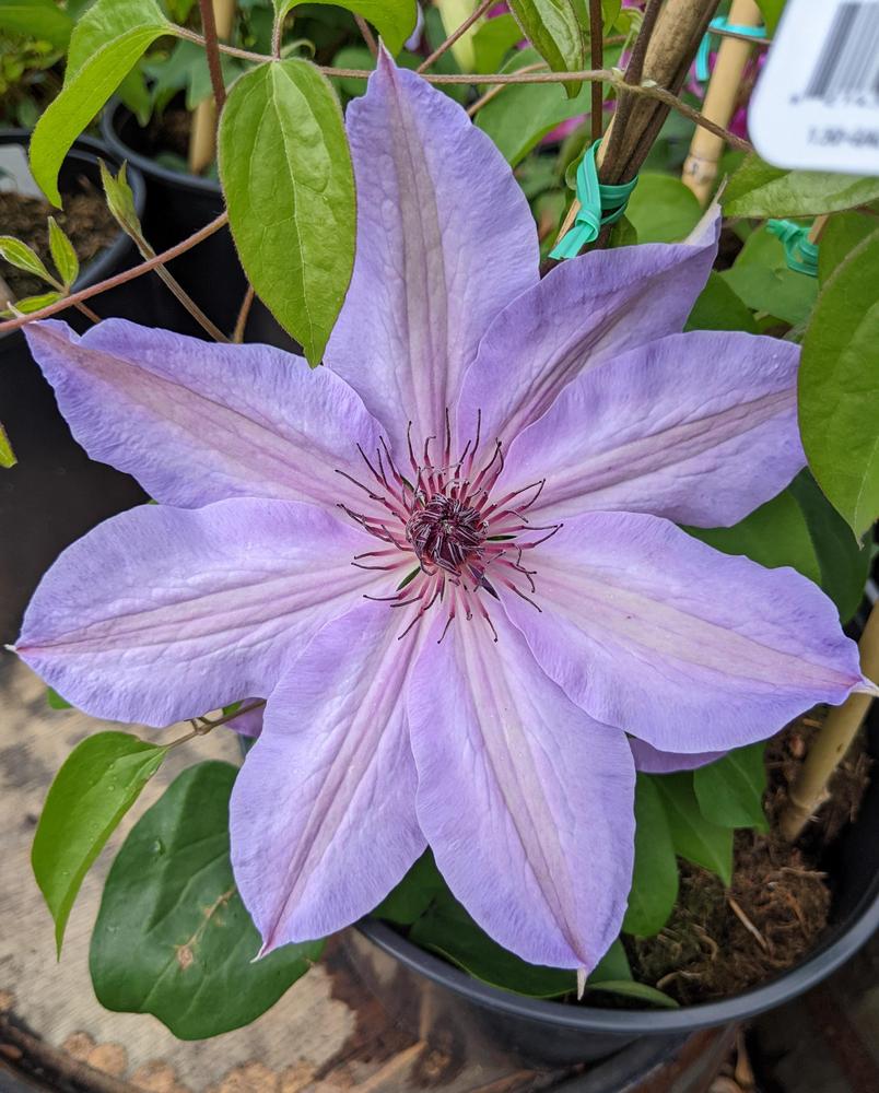 Photo of the bloom of Clematis 'Blue Ravine' posted by Joy - Garden.org
