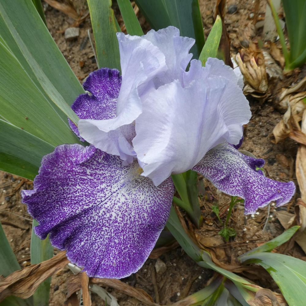 Photo of the bloom of Tall Bearded Iris (Iris 'Splashacata') posted by LoriMT - Garden.org