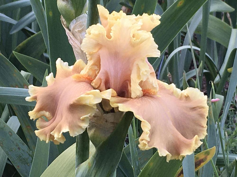 Photo of the bloom of Tall Bearded Iris (Iris 'Tropical Breeze') posted ...