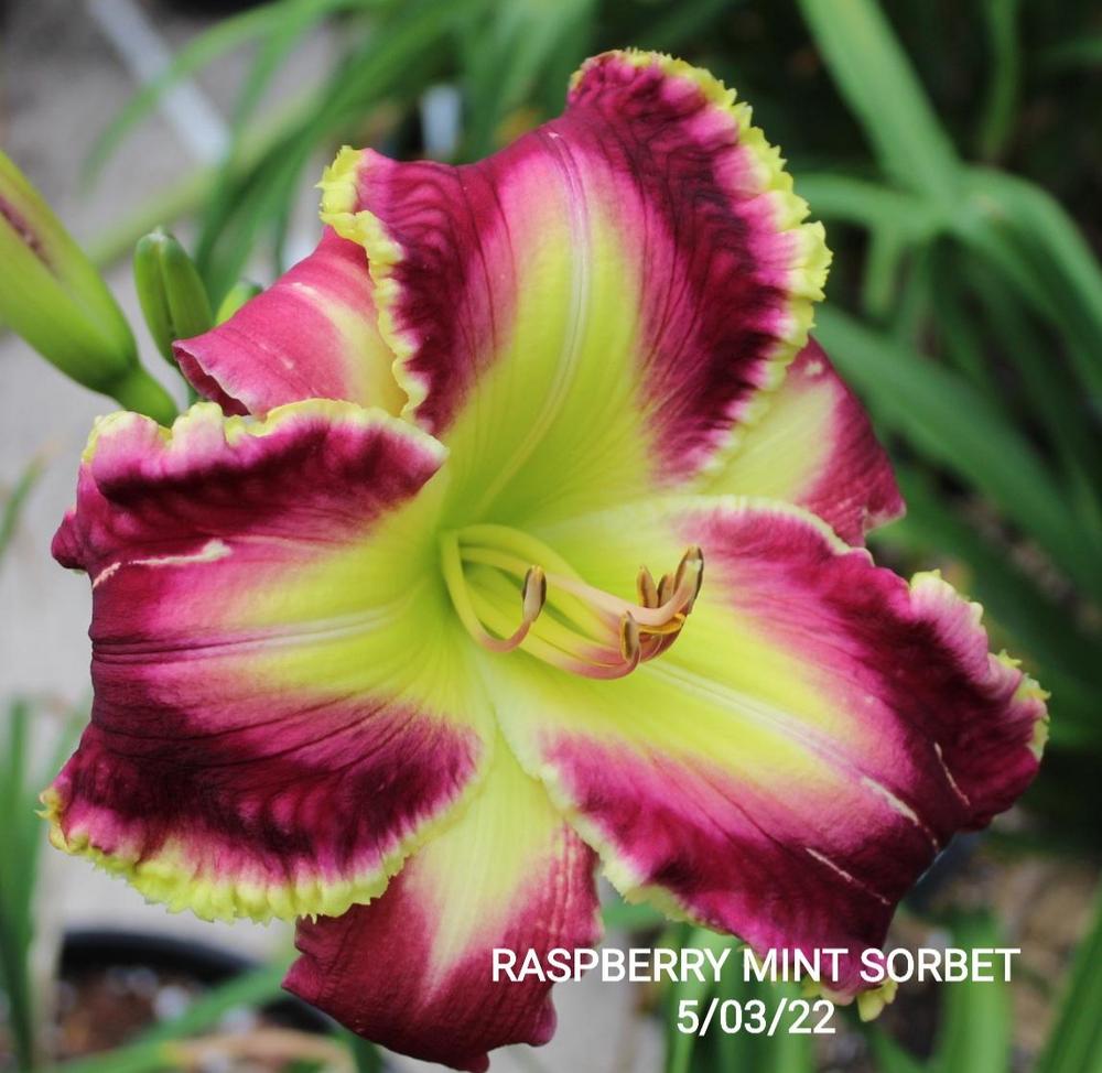 Daylily (Hemerocallis 'Raspberry Mint Sorbet') in the Daylilies ...