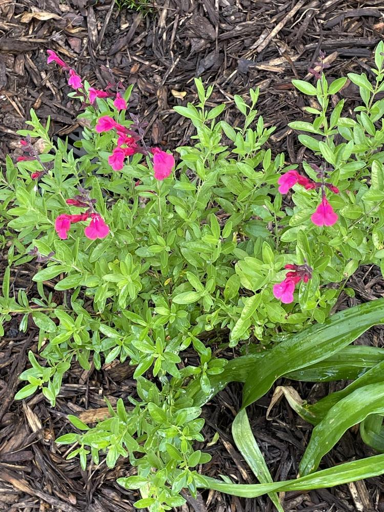 Photo of the entire plant of Autumn Sage (Salvia greggii 'Pink ...