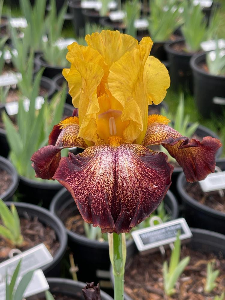 Tall Bearded Iris (Iris 'Oh Babe') in the Irises Database - Garden.org