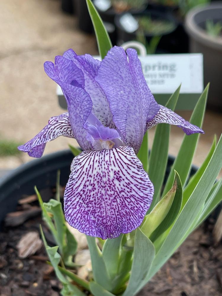 Photo of the bloom of Miniature Tall Bearded Iris (Iris 'Speckled ...