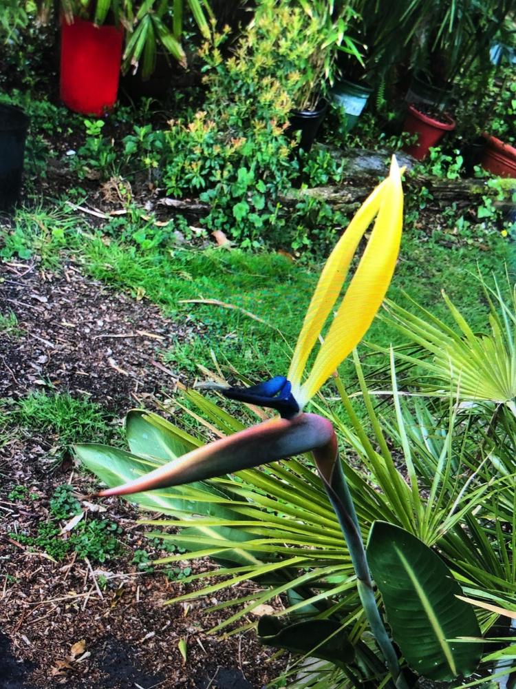 Finally! Orange Bird blooms in the Tropicals forum - Garden.org