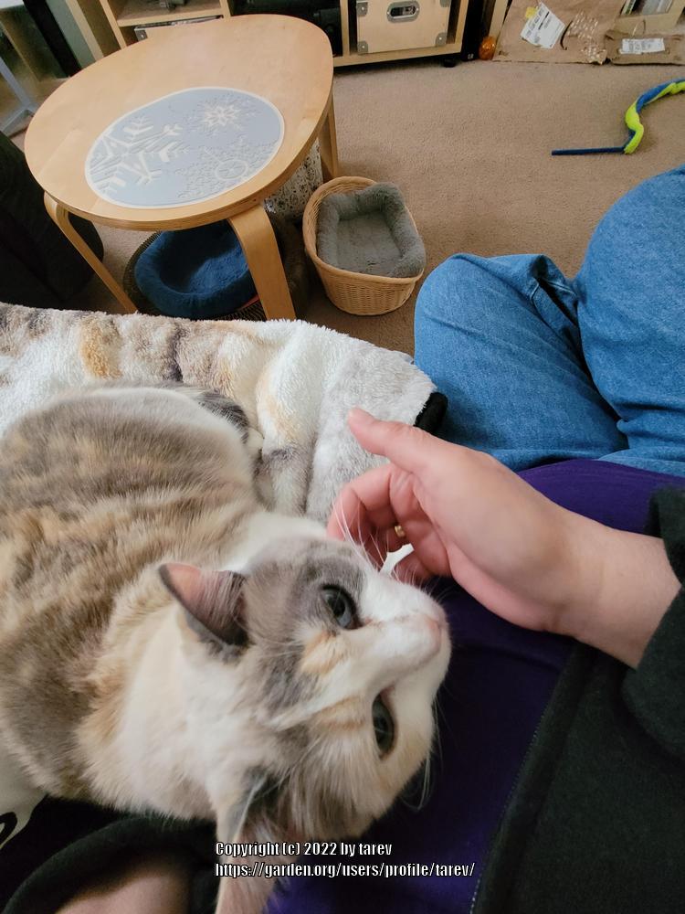 Viewing post #2724330 by tarev - Garden.org