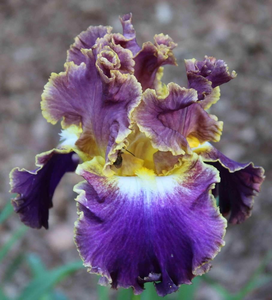 Photo of the bloom of Tall Bearded Iris (Iris 'Fancy Ideas') posted by ...