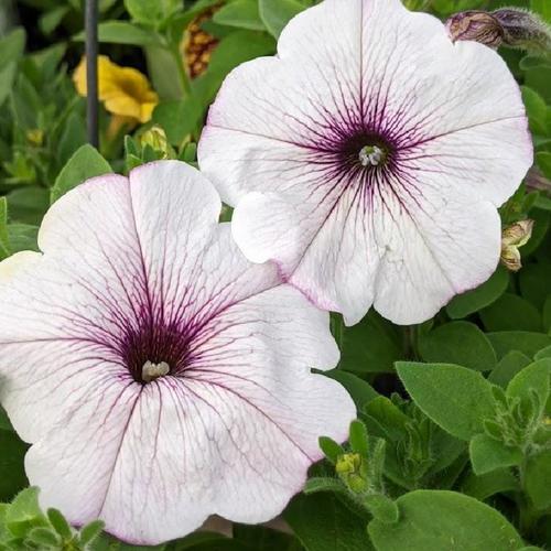 Petunia DuraBloom™ Silver in the Petunias Database - Garden.org