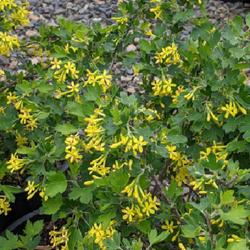 Clove Currant (Ribes aureum var. villosum 'Crandall') in the Currants ...