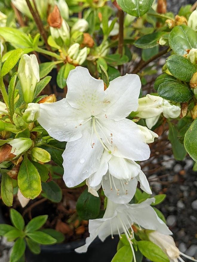 Photo of the bloom of Azalea (Rhododendron 'Girard's Pleasant White ...