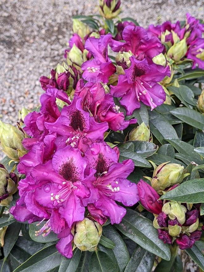 Rhododendron 'Purple Splendor' in the Rhododendrons Database - Garden.org