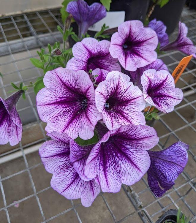 Photo of the bloom of Petunia DuraBloom™ Blue Vein posted by Joy ...