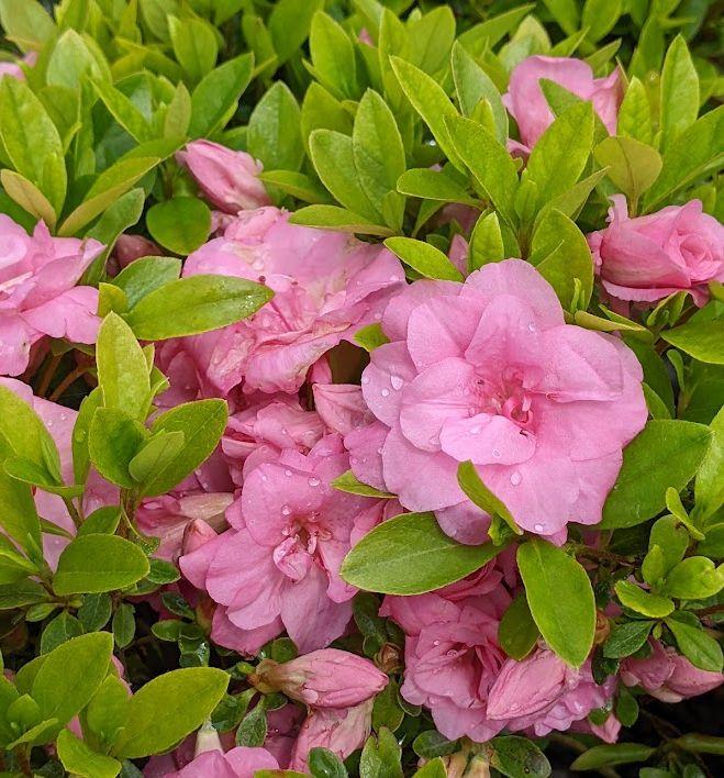 Azalea (Rhododendron 'Rosebud') in the Rhododendrons Database - Garden.org