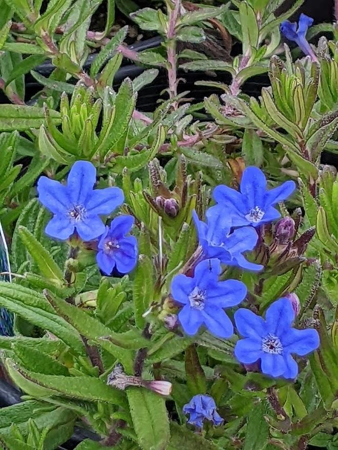 Photo of the bloom of Lithodora (Glandora prostrata 'Heavenly Blue ...