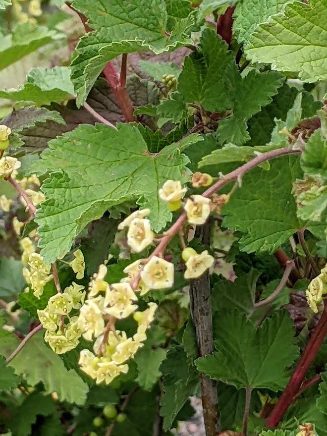 Photo of the bloom of White Currant (Ribes rubrum 'Primus') posted by ...