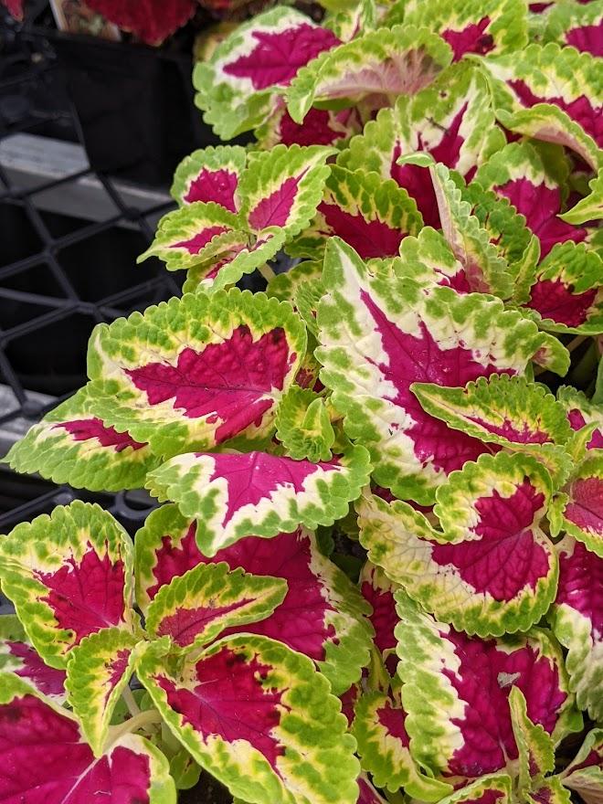 Photo of the leaves of Coleus (Coleus scutellarioides Wizard™ Rose) posted by Joy - Garden.org