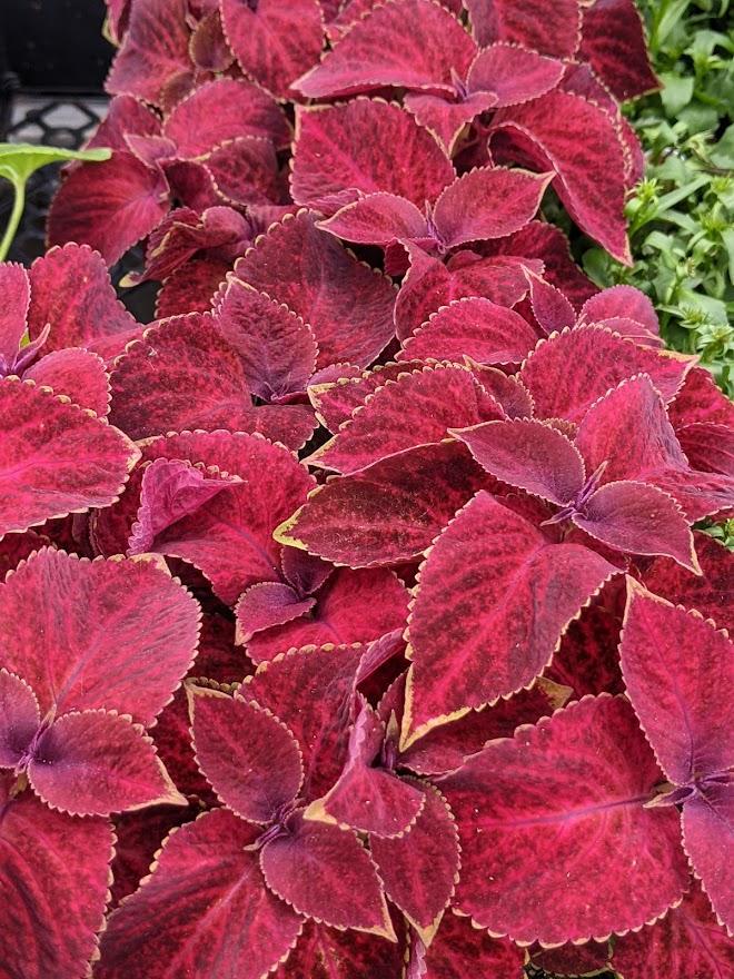 Coleus (Coleus scutellarioides Wizard™ Velvet Red) in the Coleus ...