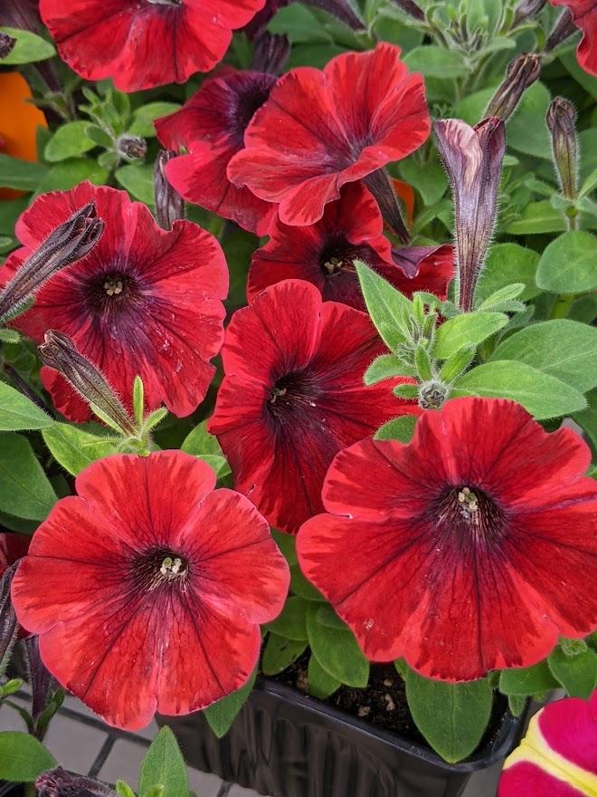 Petunia Sweetunia® Fiona Flash in the Petunias Database - Garden.org