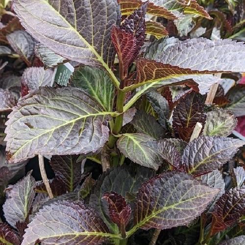 Hydrangea (Hydrangea macrophylla Tuxedo® Pink) in the Hydrangeas ...
