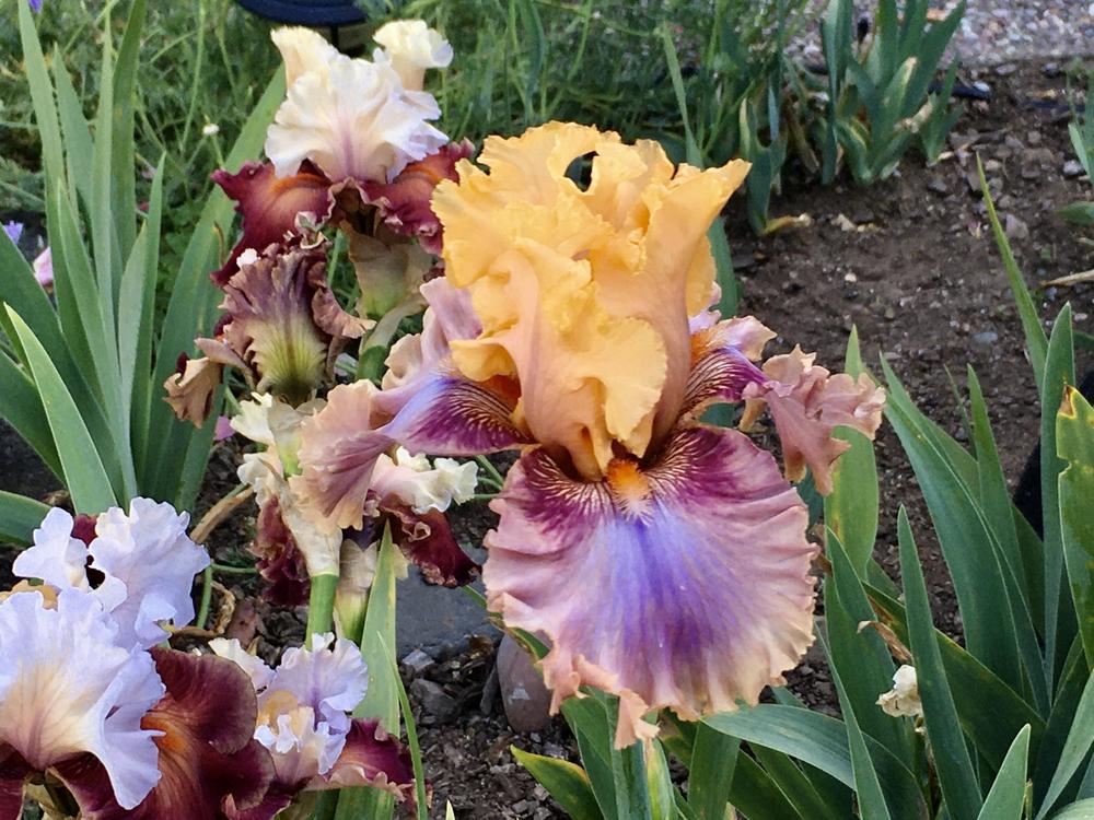 Photo of the bloom of Tall Bearded Iris (Iris 'Tropical Treasure ...