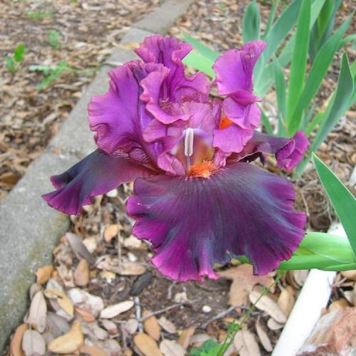 Tall Bearded Iris (Iris 'Magical Realism') in the Irises Database ...