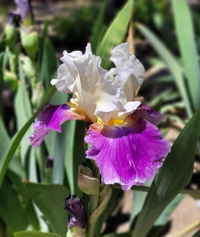 Photo of the bloom of Tall Bearded Iris (Iris 'Dixie Chick') posted by ...
