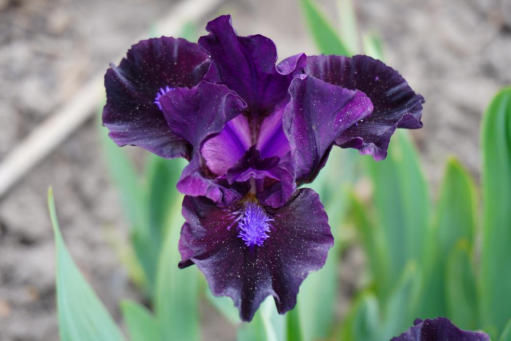 Photo of the bloom of Standard Dwarf Bearded Iris (Iris 'Panther ...