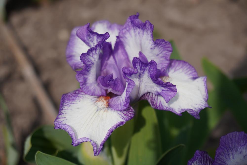 Standard Dwarf Bearded Iris (Iris 'Ribbons') in the Irises Database ...