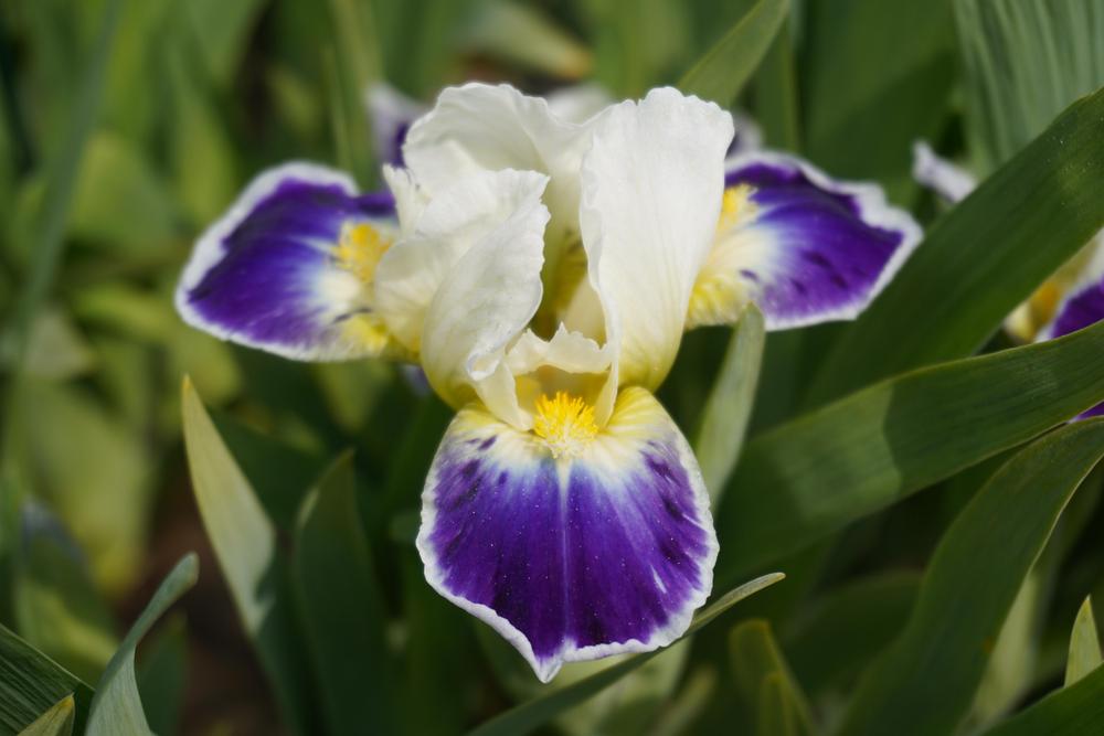 Miniature Dwarf Bearded Iris (Iris 'Aquadoodle') in the Irises Database ...