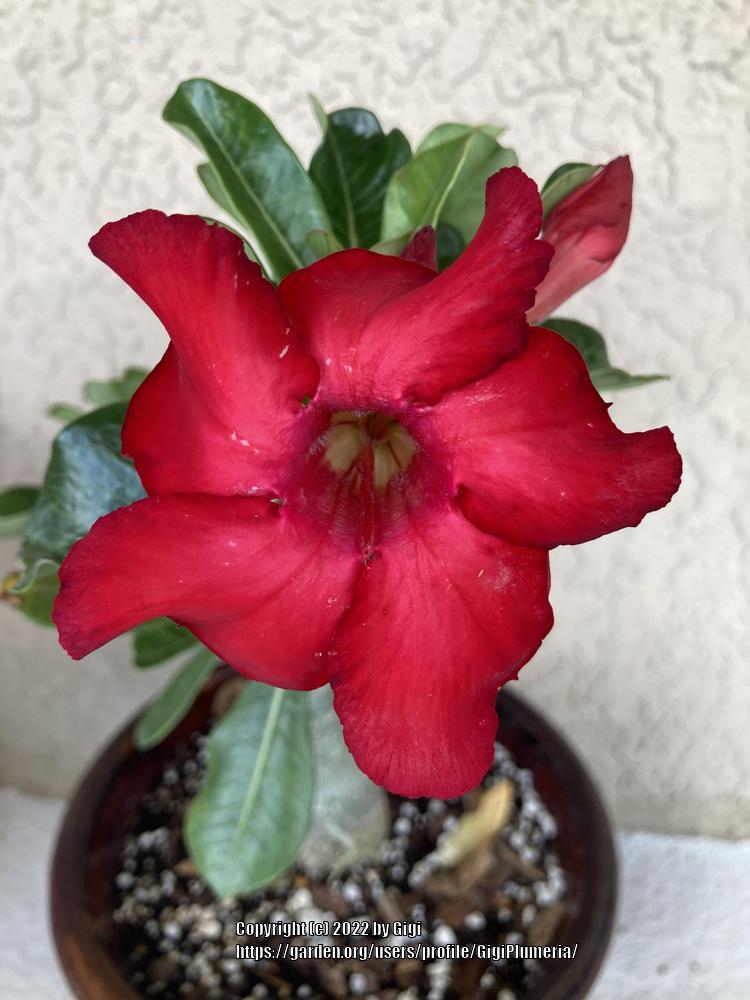 Photo of the bloom of Desert Rose (Adenium 'Red Dragon') posted by ...