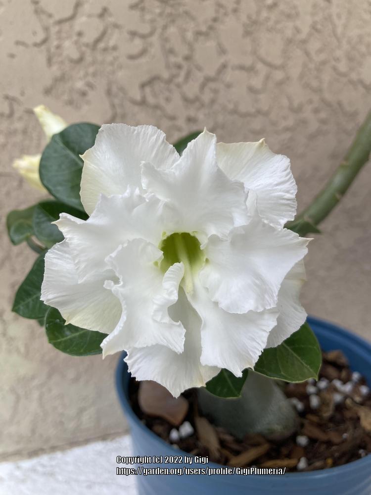 Photo of the bloom of Desert Rose (Adenium 'White Angel') posted by ...