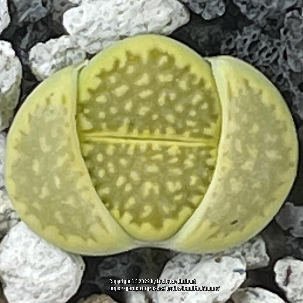 Photo of the leaves of Living Stones (Lithops hallii var. ochracea ...
